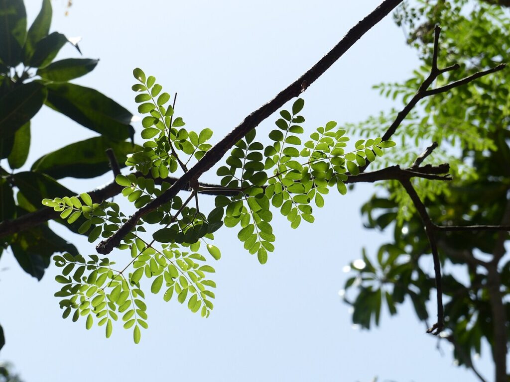 Moringa (Ben) Oil - Global