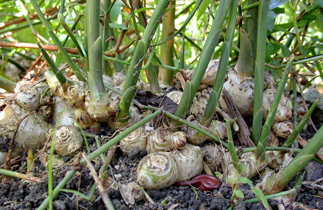 Ginger Hydrosol - Global