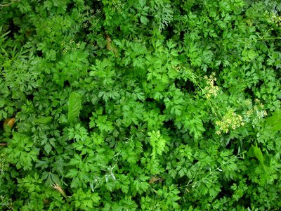 Parsley Seed Oil - Global