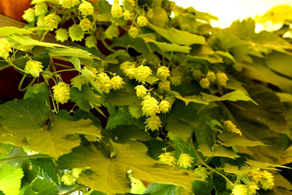 Hops Oil - Global