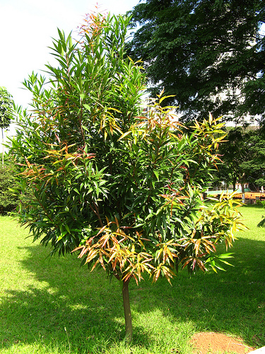 Andiroba Oil - Global