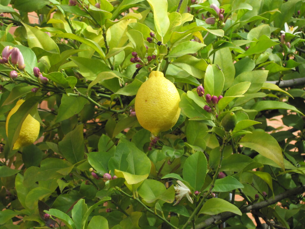 Lemon Seed Oil - Global