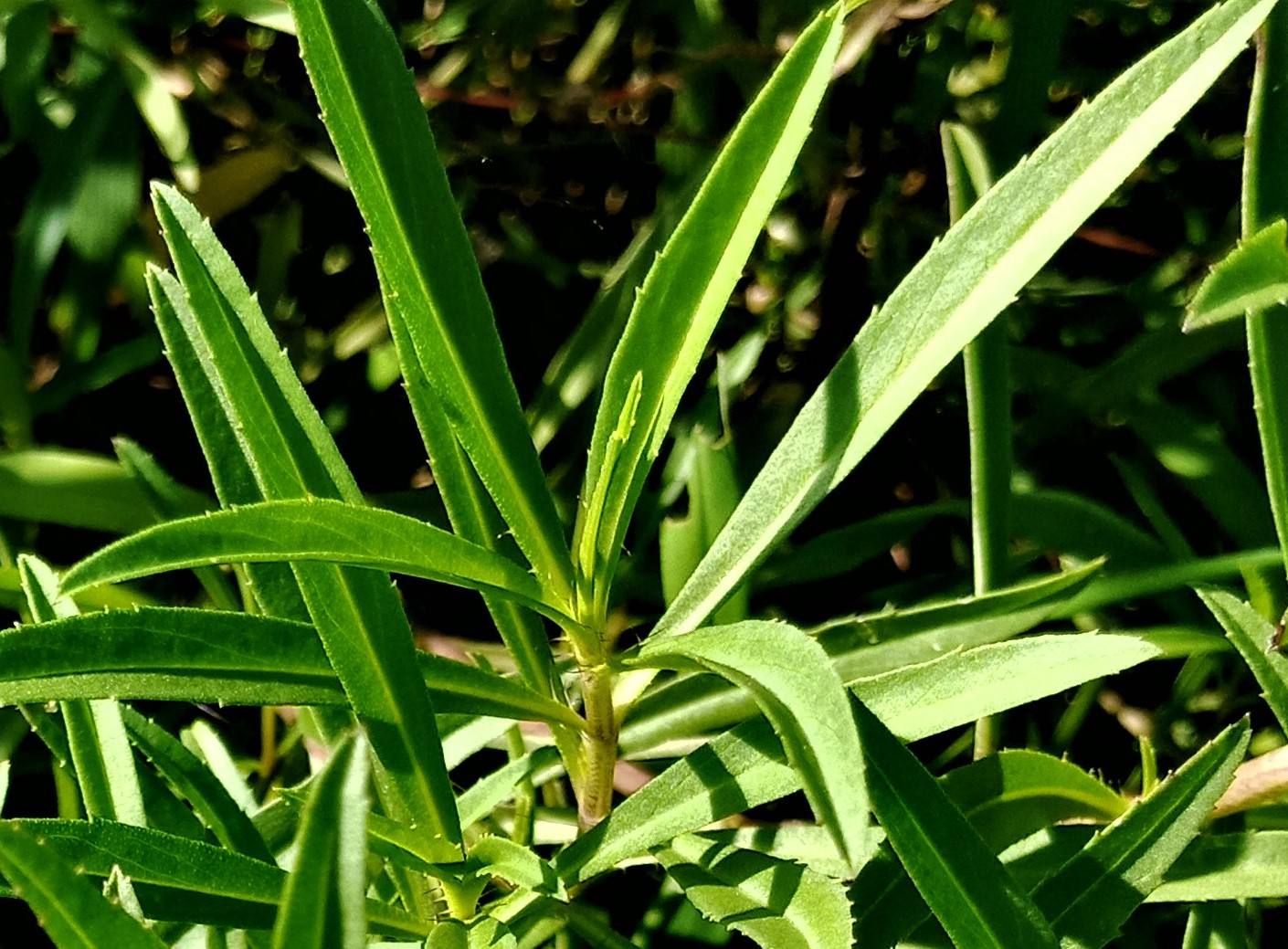 Tarragon Oil - Global